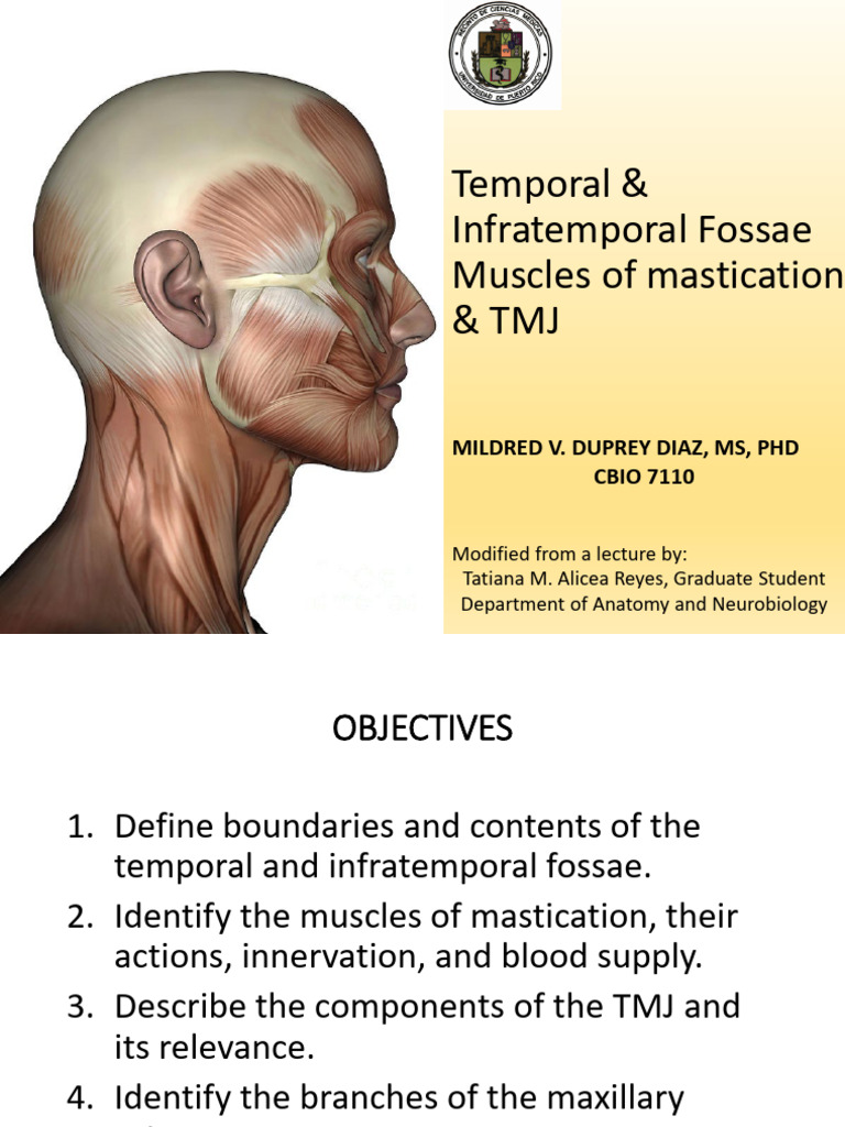 Temporal & Infratemporal Fossae Muscles of Mastication & TMJ MVD | PDF ...