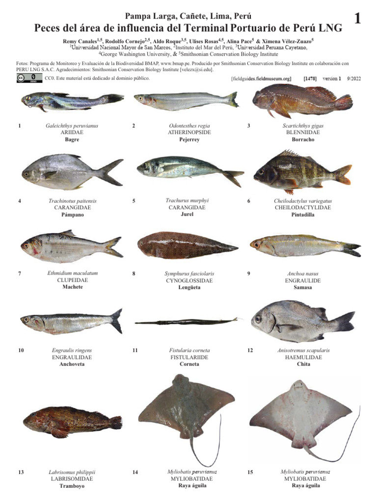 1478 Peru Peces LNG Terminal Portuario | PDF