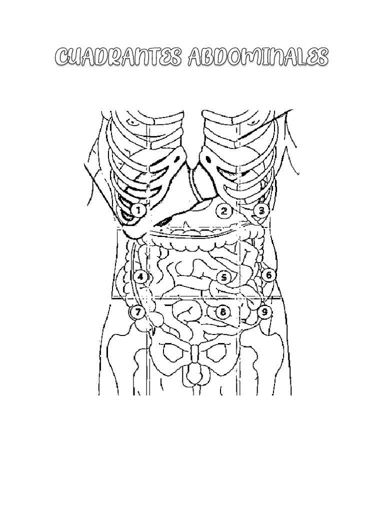 Cuadrantes Abdominales | PDF