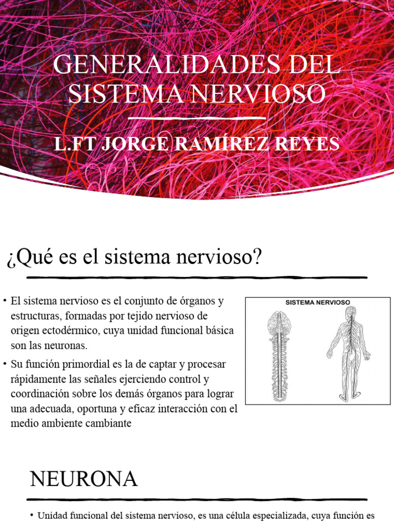 Generalidades Del Sistema Nervioso | PDF | Sistema nervioso | Cerebro