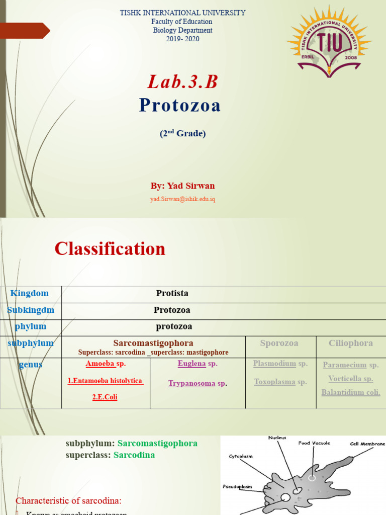 Lab 3 B Protozoa | PDF | Protozoa | Organisms