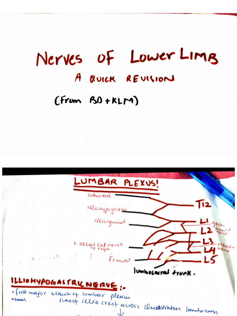 Nerves of Lower Limb | PDF
