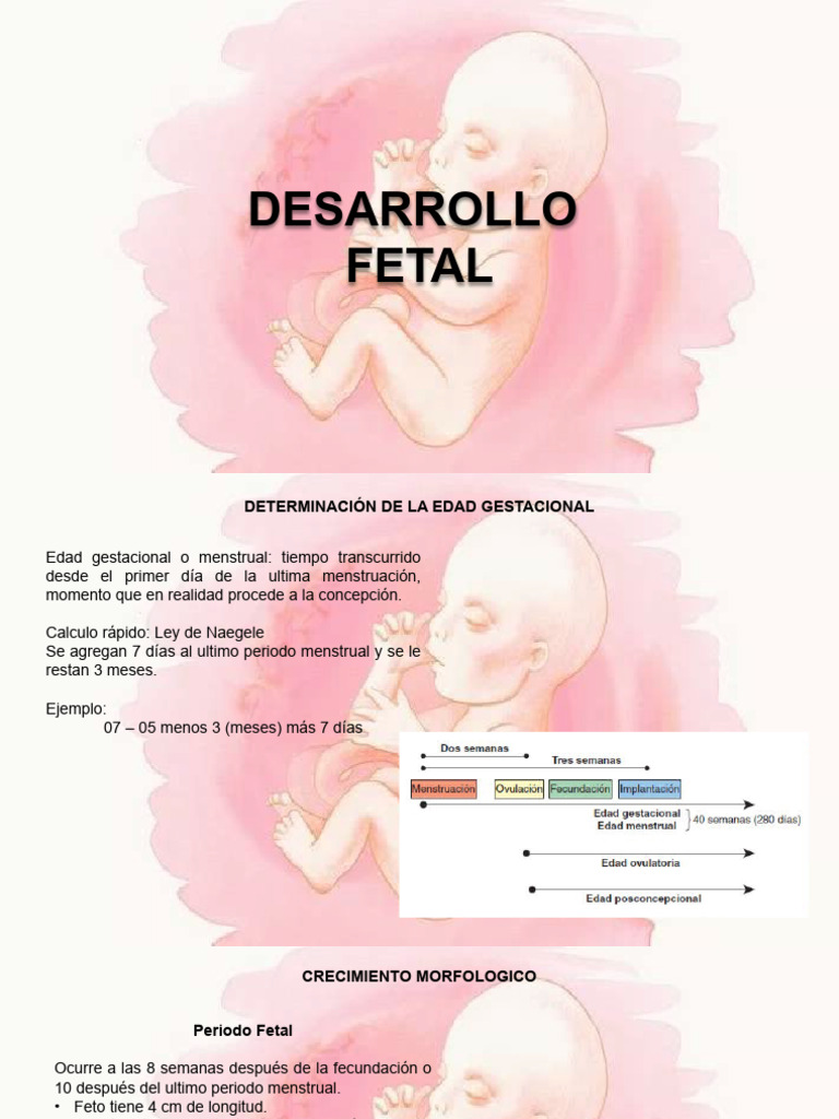 Desarrollo Fetal | PDF | Feto | Menstruación