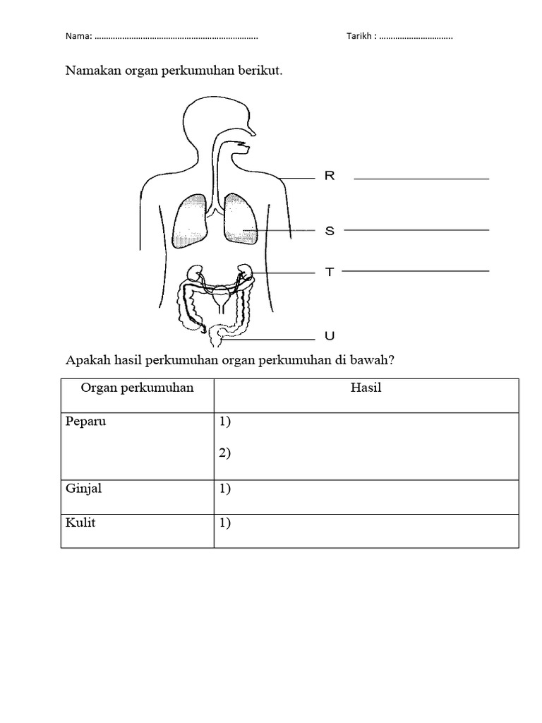 Namakan Organ Perkumuhan Berikut | PDF