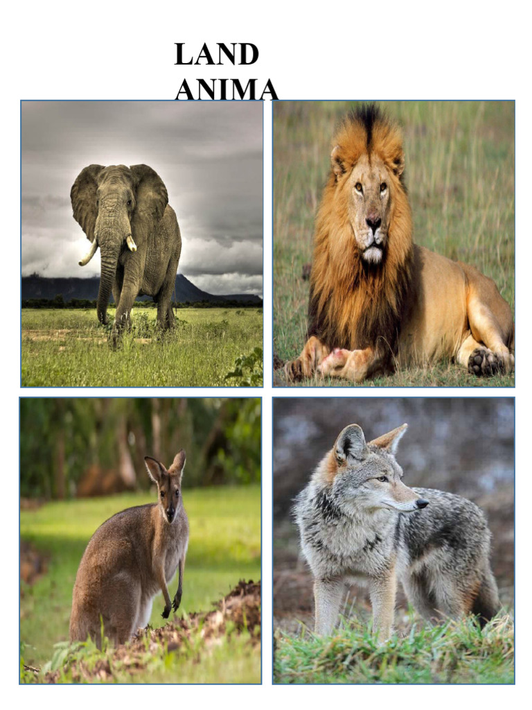 Animals | PDF