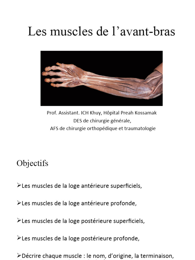 Muscles de l'avant-bras en détail | PDF | Main | Membres (anatomie)