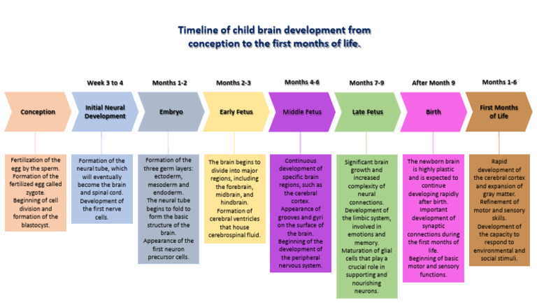 Timeline of child brain development from conception to the first months of life. | PDF | Brain ...