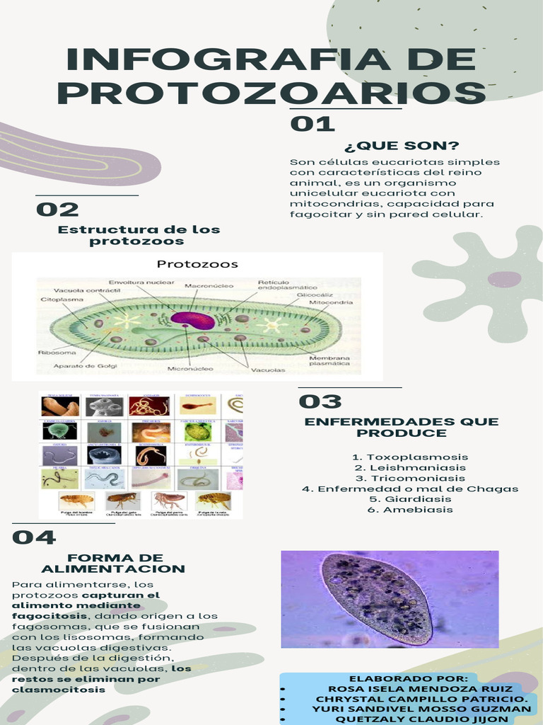 Infografia Protozoarios | PDF
