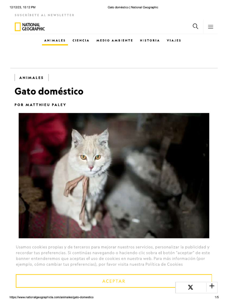Que Son Los Gatos Domesticos | PDF