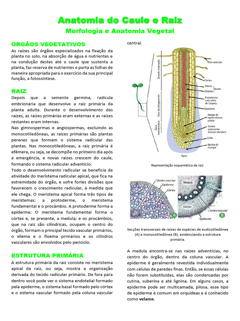 Anatomia Do Caule e Raiz | PDF | Raiz | Fisiologia Vegetal
