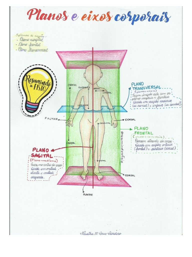 ANATOMIA - Planos e Eixos Corporais | PDF