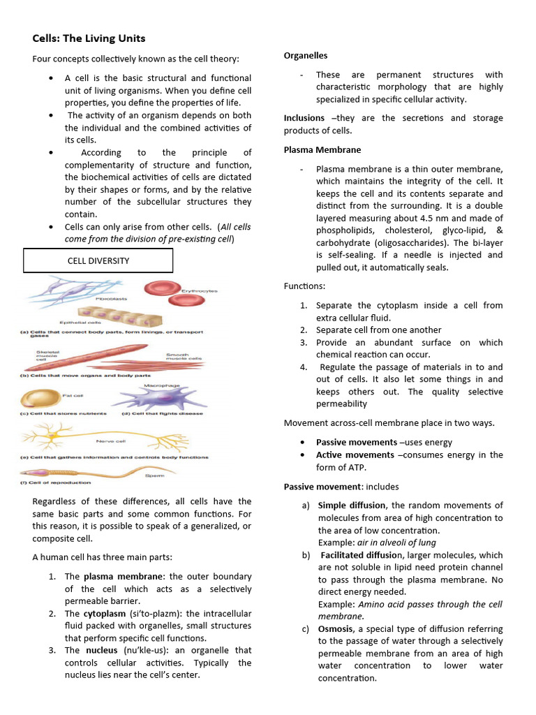 Cells and Tissues | PDF | Connective Tissue | Tissue (Biology)