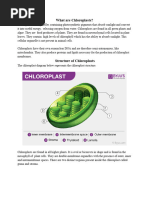 Chloroplast Labelled A Level Diagram | PDF | Chloroplast | Cell (Biology)
