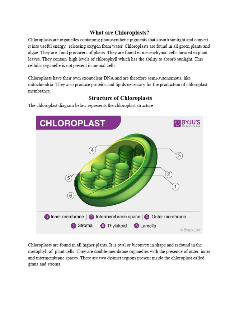 Chloroplast | PDF | Chloroplast | Photosynthesis