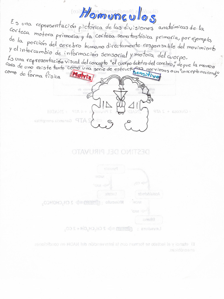 Homunculos | PDF