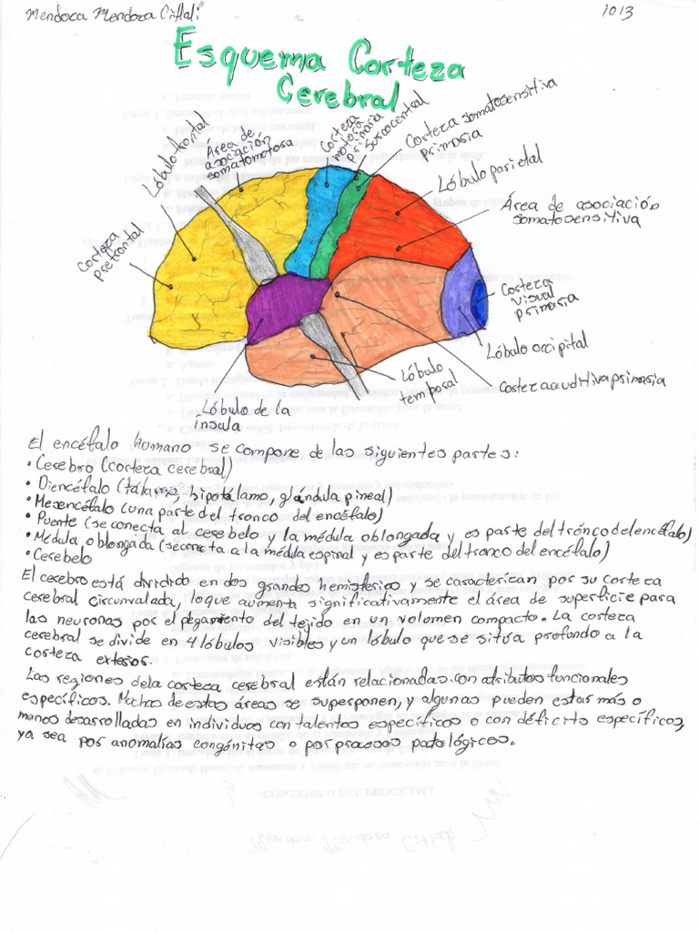 Corteza Cerebral | PDF