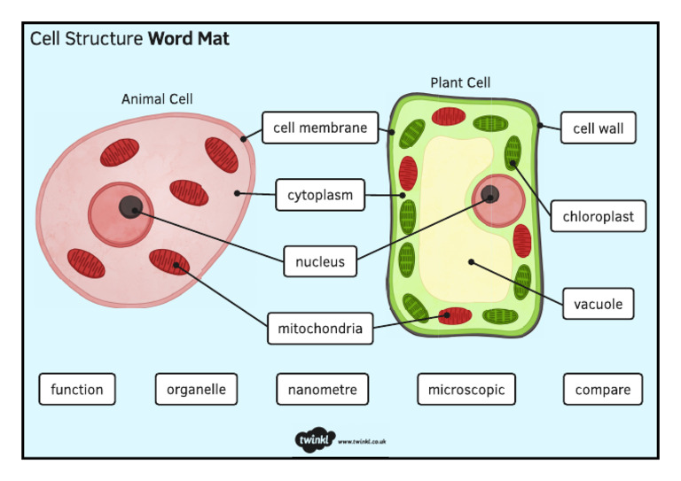 T3 SC 003 Cell Structure Word Mat | PDF