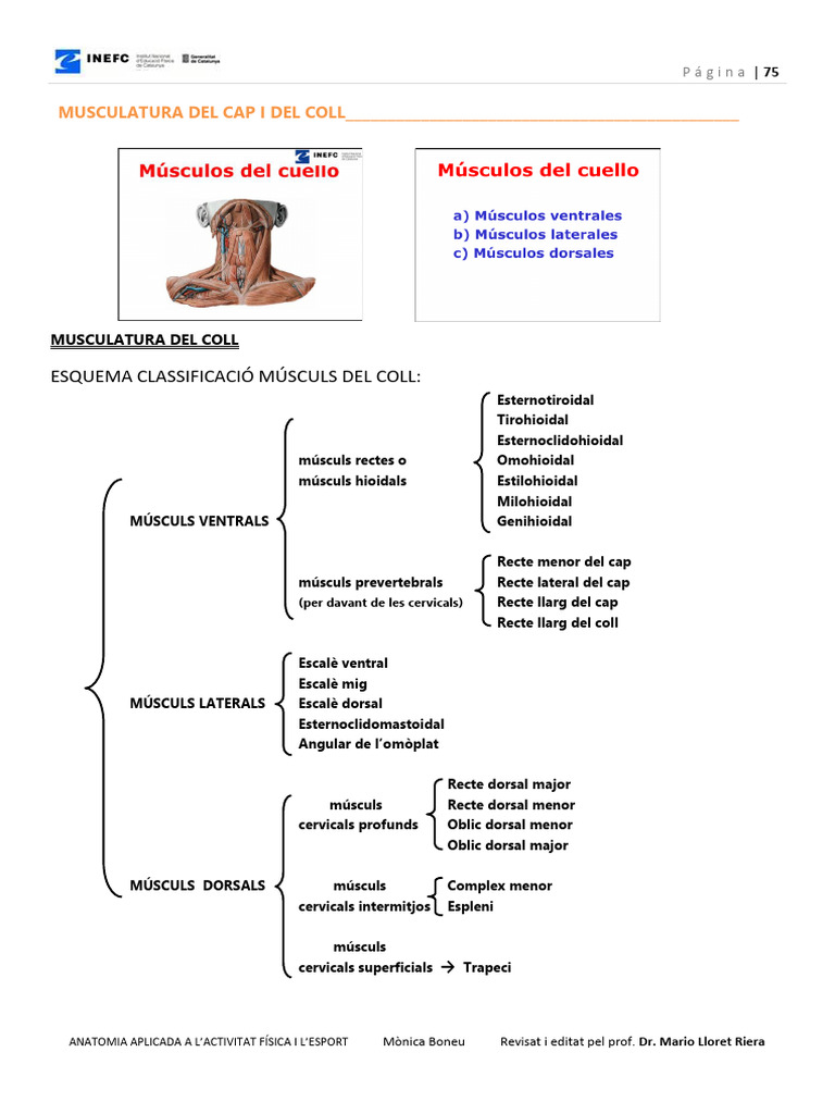 04-Apunts ANATOMIA-Musculs Cap I Coll | PDF