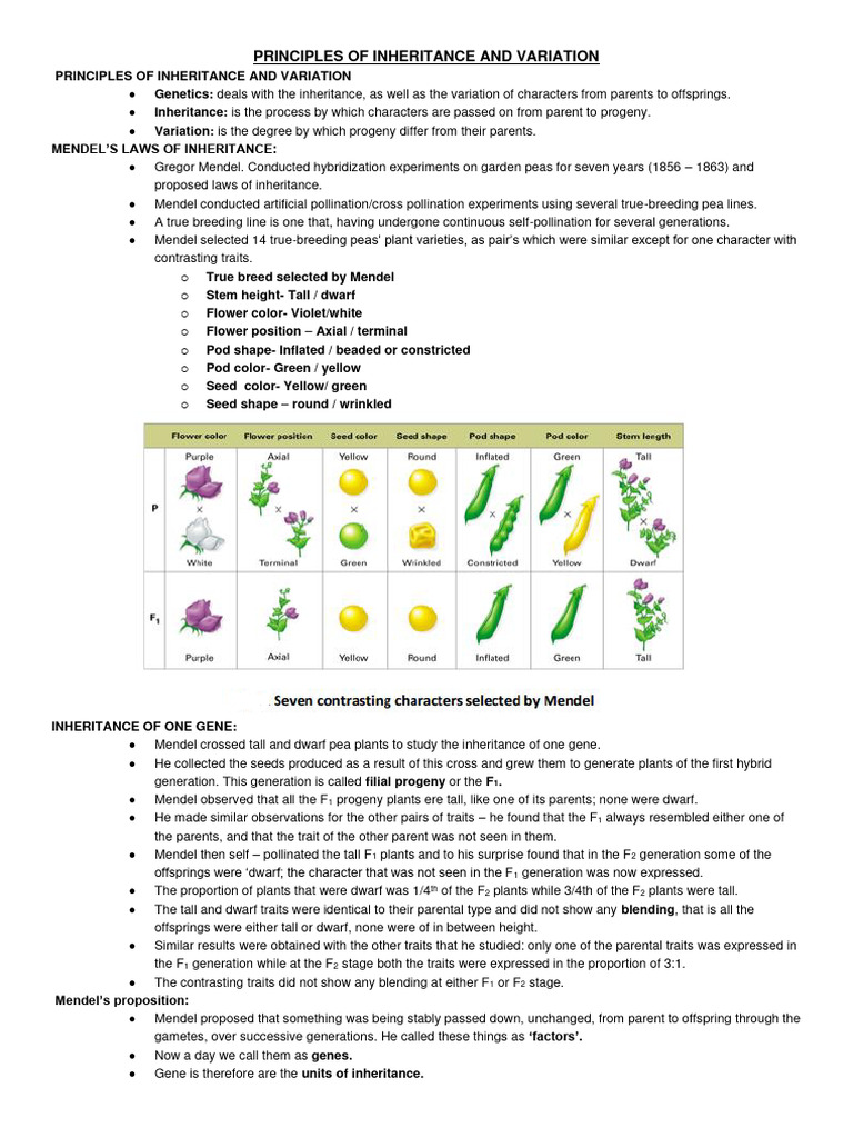 Chap 5 - Principles of Inheritance | PDF | Dominance (Genetics) | Allele