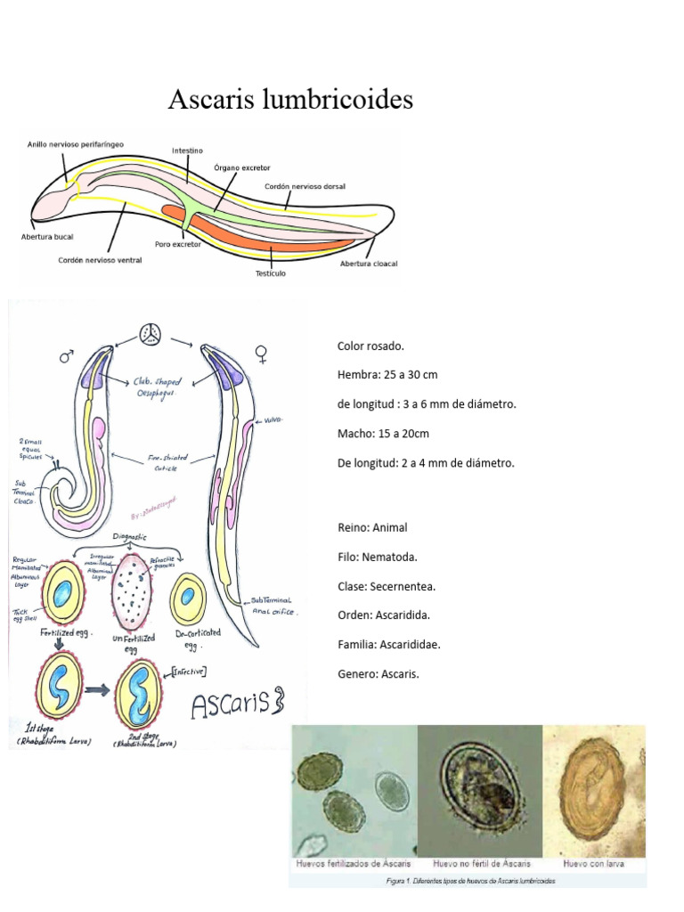 Ascaris Lumbricoides | PDF