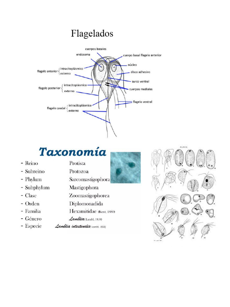 Clasificación de Flagelados Protistas | PDF