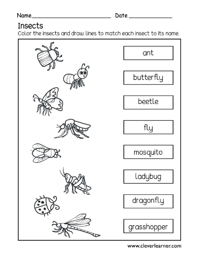Match The Insects Preschool Science Worksheet | PDF