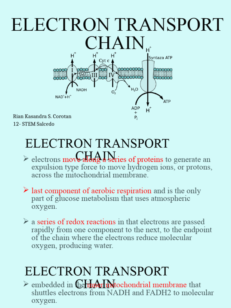 Overview of the Electron Transport Chain | PDF | Electron Transport ...
