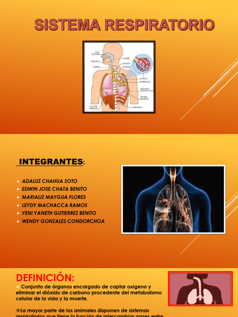 Sistema Respiratorio | PDF | Sistema respiratorio | Respiración