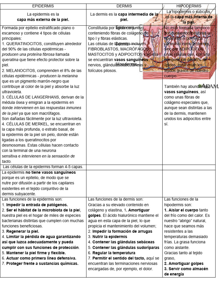 Piel | PDF | Piel | Epidermis