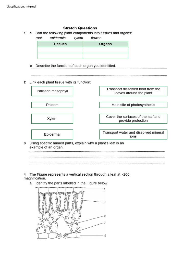 Stretch-Questions Teams | PDF | Leaf | Tissue (Biology)