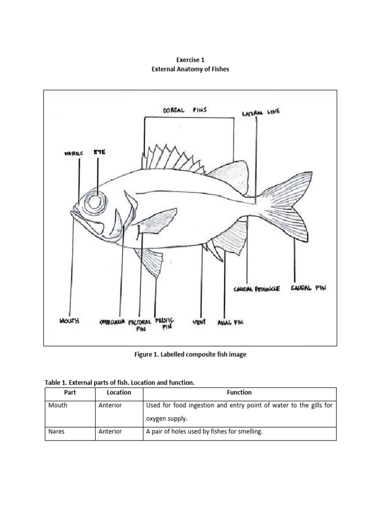 Anatomy of Fishes | PDF
