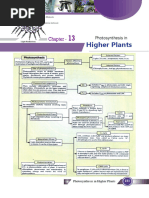 Photosynthesis Class 11 Biology NCERT | PDF | Photosynthesis | Chloroplast