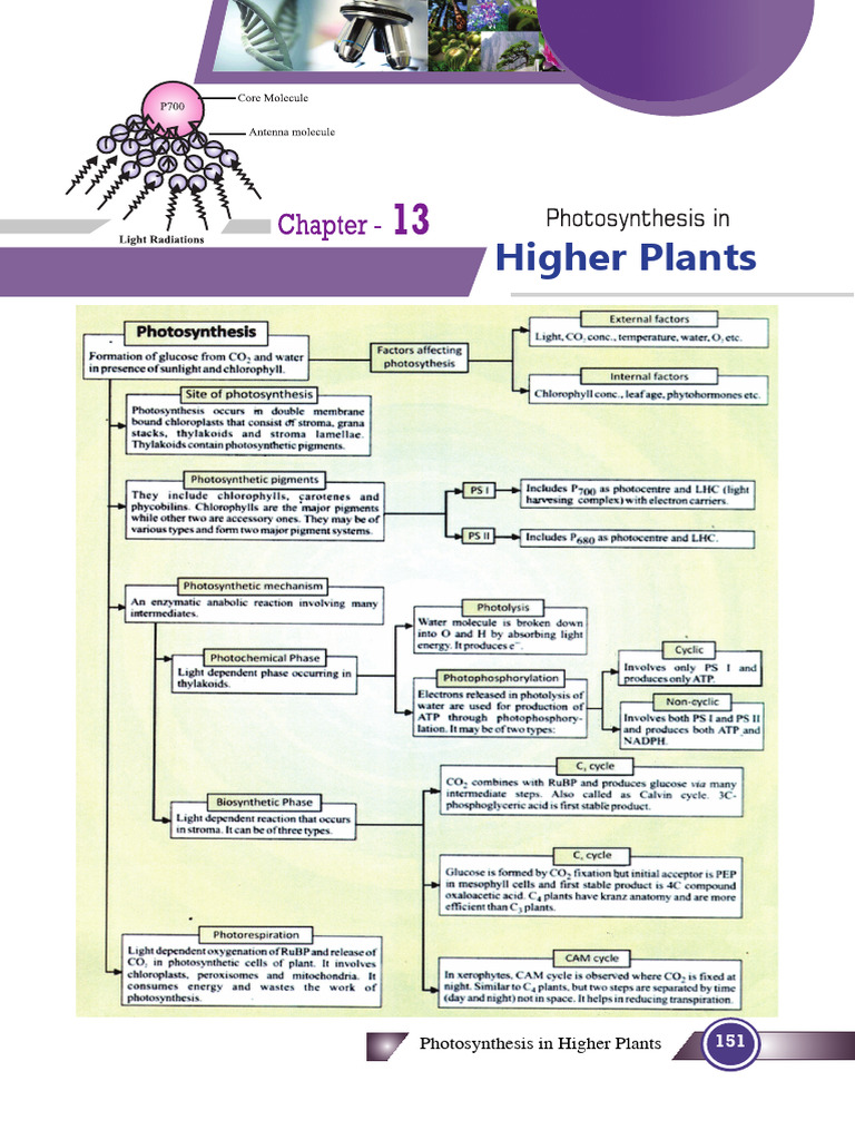 Photosynthesis in Higher Plants | PDF | Photosynthesis | Chlorophyll
