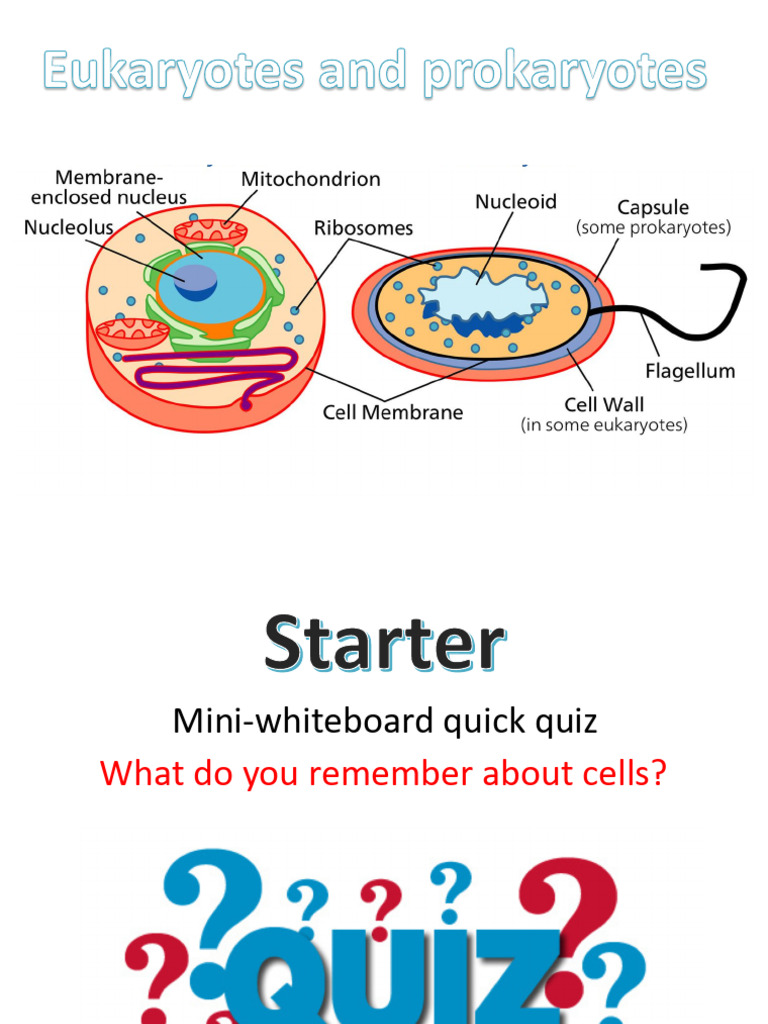 Eukaryotes and Prokaryotes | PDF | Cell (Biology) | Bacteria