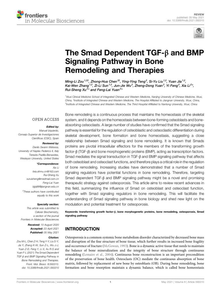 The Smad Dependent TGF-β and BMP Signaling Pathway in Bone Remodeling and Therapies | PDF ...