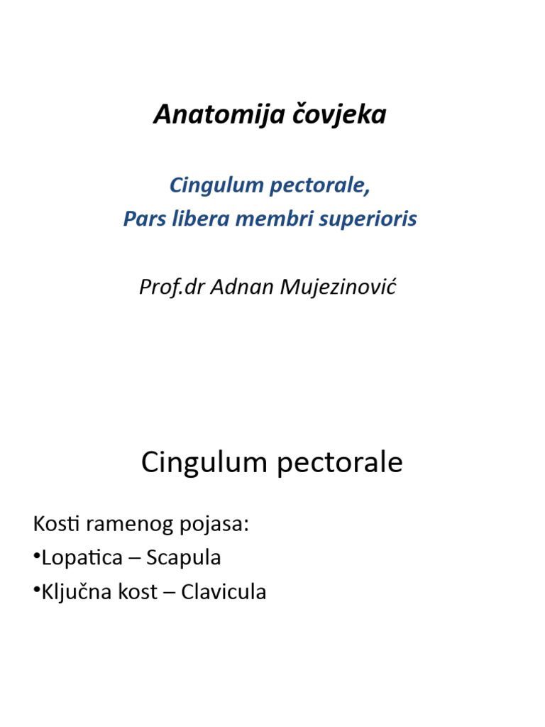 Anatomija Čovjeka: Cingulum Pectorale, Pars Libera Membri Superioris | PDF
