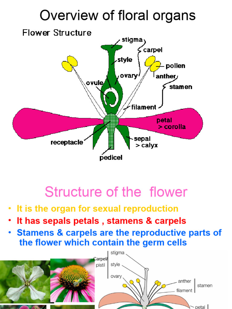 6. plant sexual reproduction | PDF | Flowers | Fertilisation