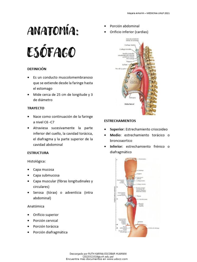 Anatomía del Esófago: Estructura y Relaciones | PDF | Abdomen | Nervio vago