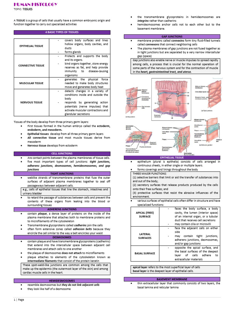 HISTOLOGY - TISSUES | PDF | Epithelium | Connective Tissue