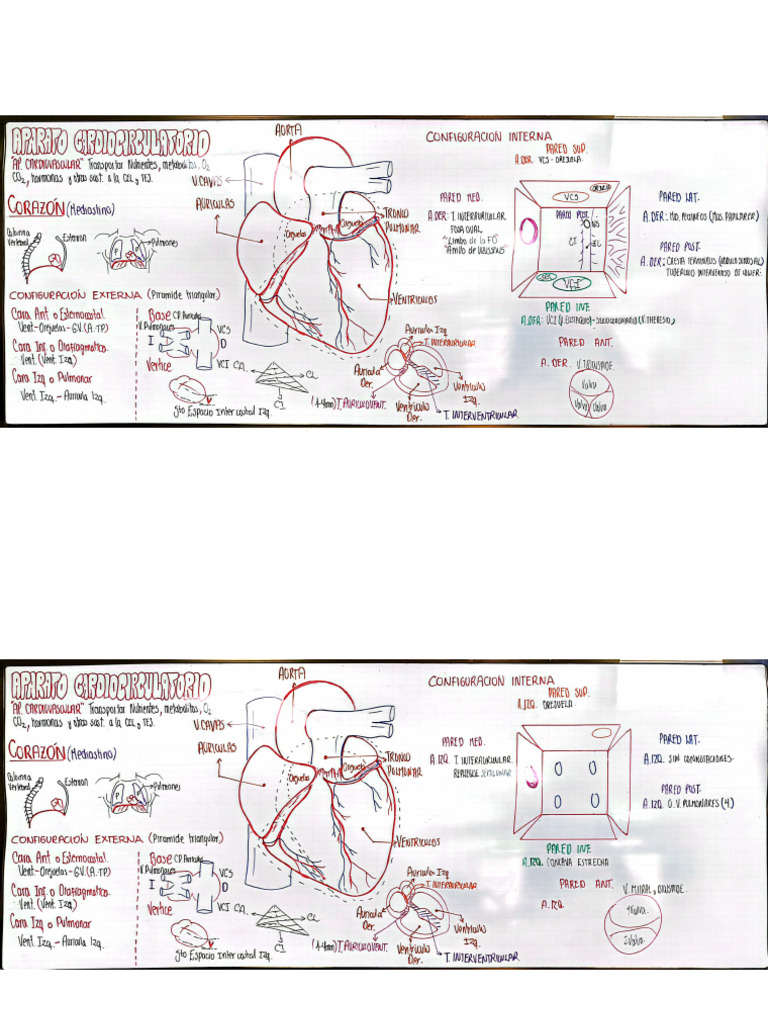 Aparato Cardiocirculatorio | PDF