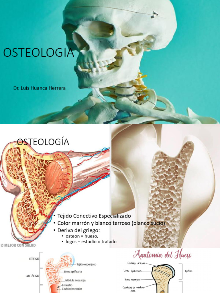 Tema 2 - Osteologia-2 | PDF | Hueso | Osteoblastos
