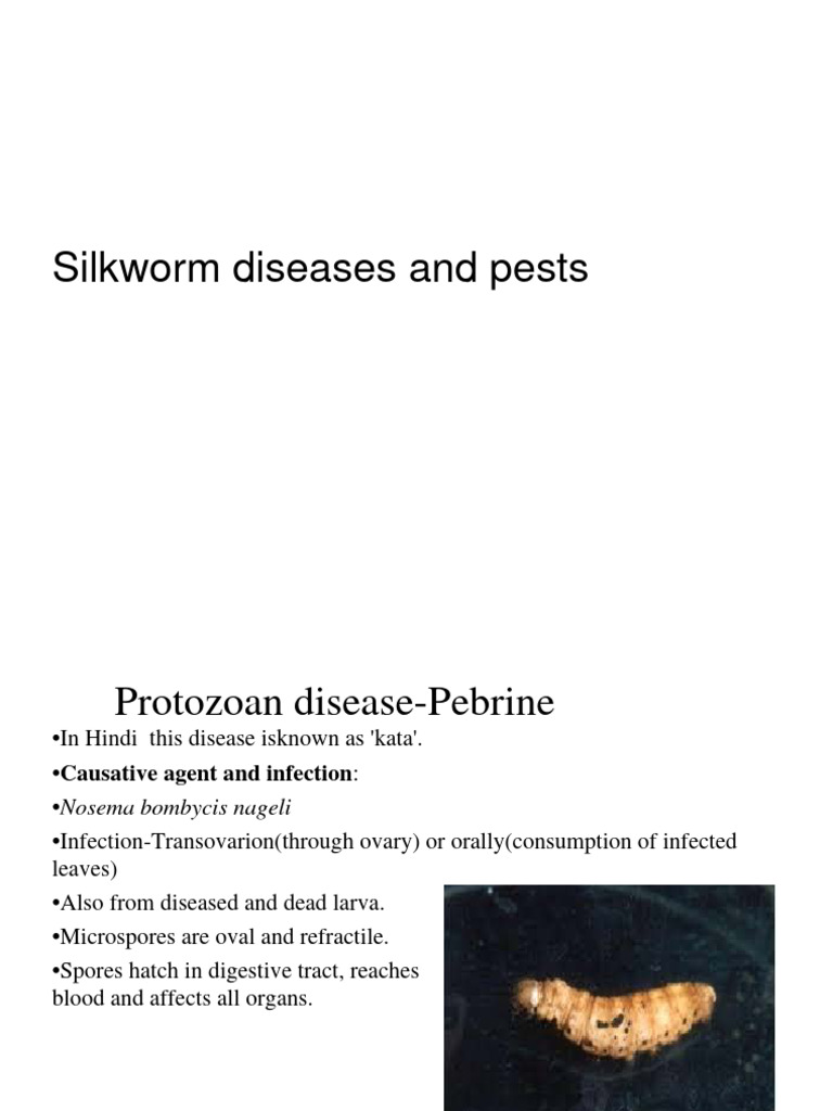 Sericulture, Silkworm Diseases and Pests | PDF | Pupa | Infection