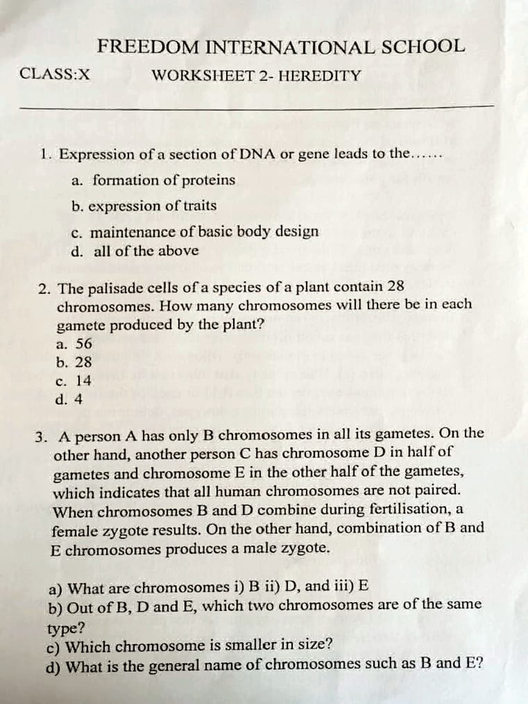 Bio Worksheet | PDF | Dominance (Genetics) | Zygosity