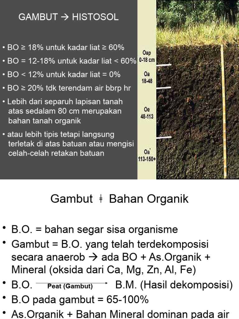 Pengelolaan Lahan Gambut untuk Pertanian | PDF | Griya & Taman