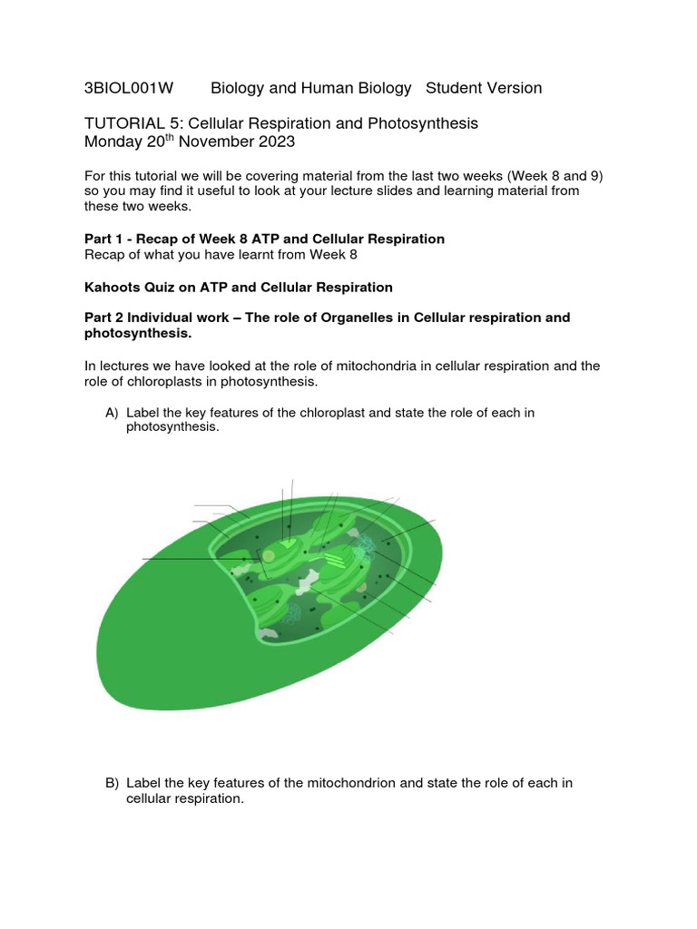 Photosynthesis and Cellular Respiration | PDF | Photosynthesis ...
