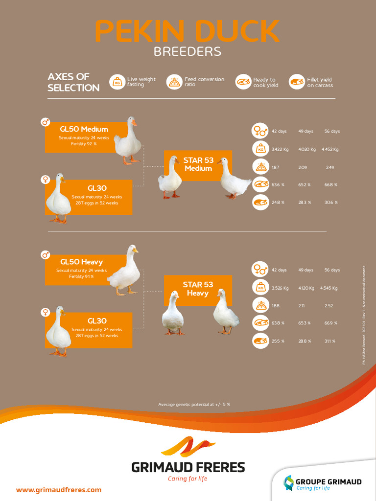 PEKIN DUCK Breed | PDF | Livestock | Domesticated Animals