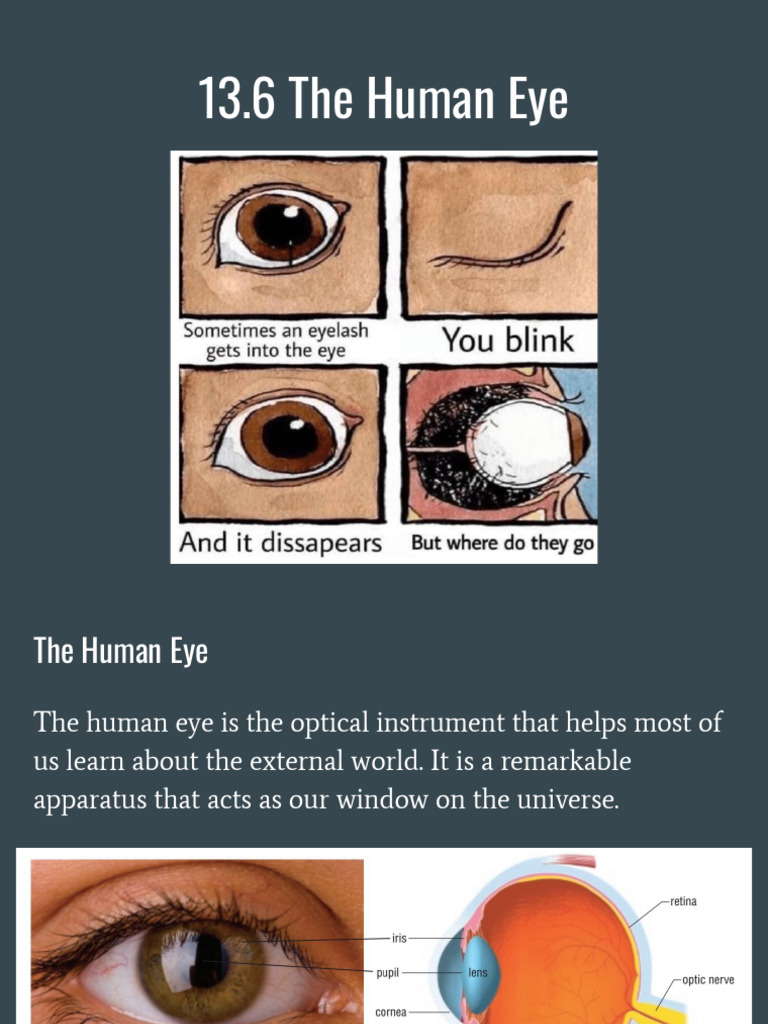 Understanding Human Eye Anatomy | PDF | Eye | Color
