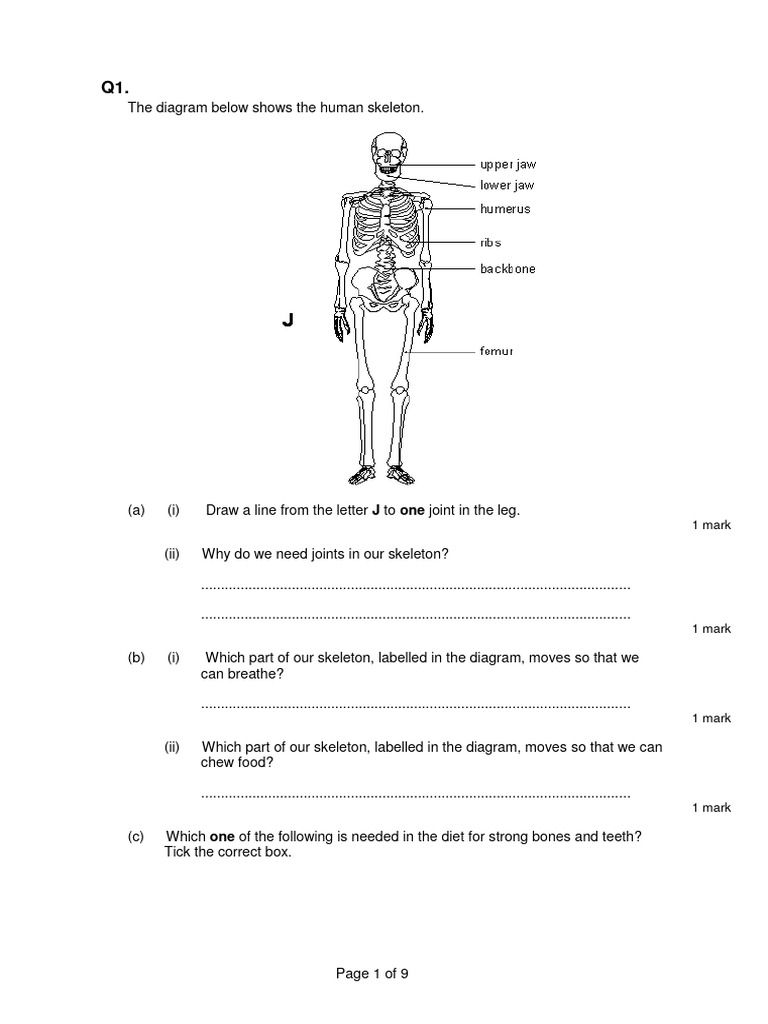 KS3 Muscles and Bones Test Guide | PDF | Skeletal Muscle | Elbow