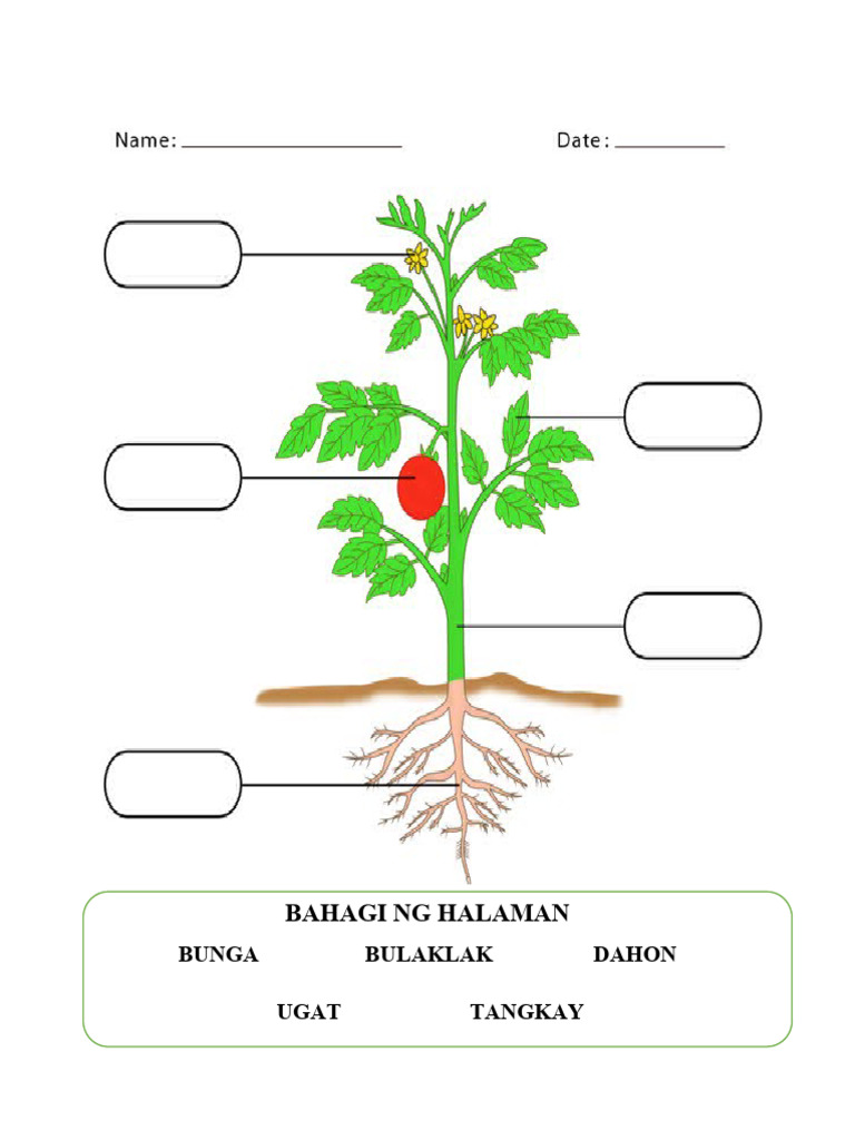 Bahagi NG Halaman | PDF