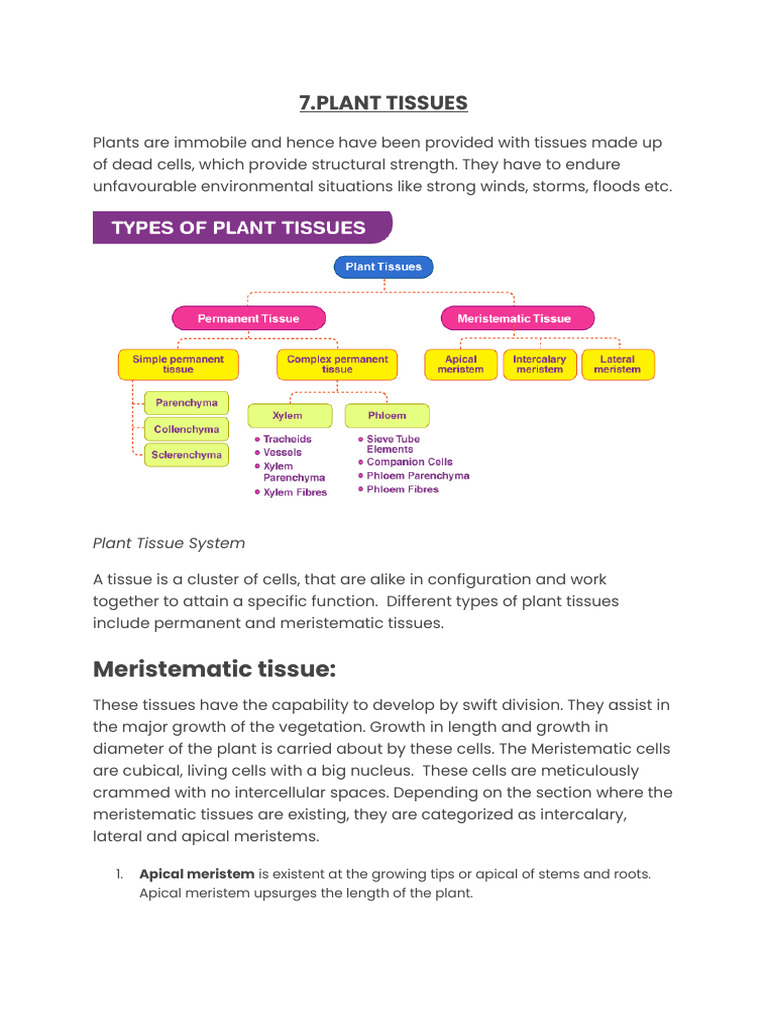 7.Plant Tissue | PDF | Tissue (Biology) | Morphology (Biology)